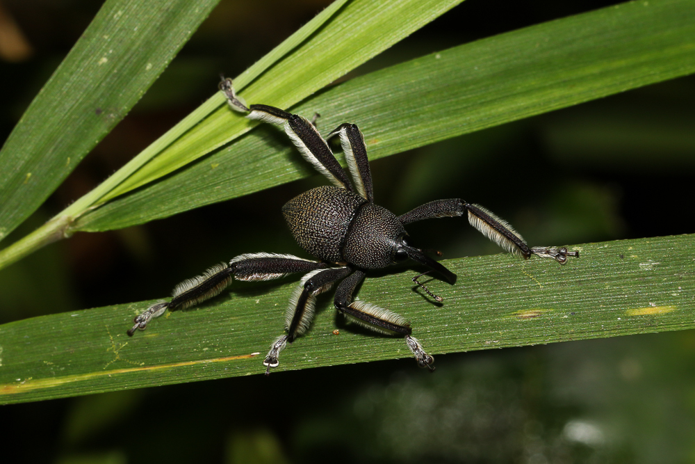 Arachnobas from Western Highlands Province, Papua New Guinea on July 27 ...
