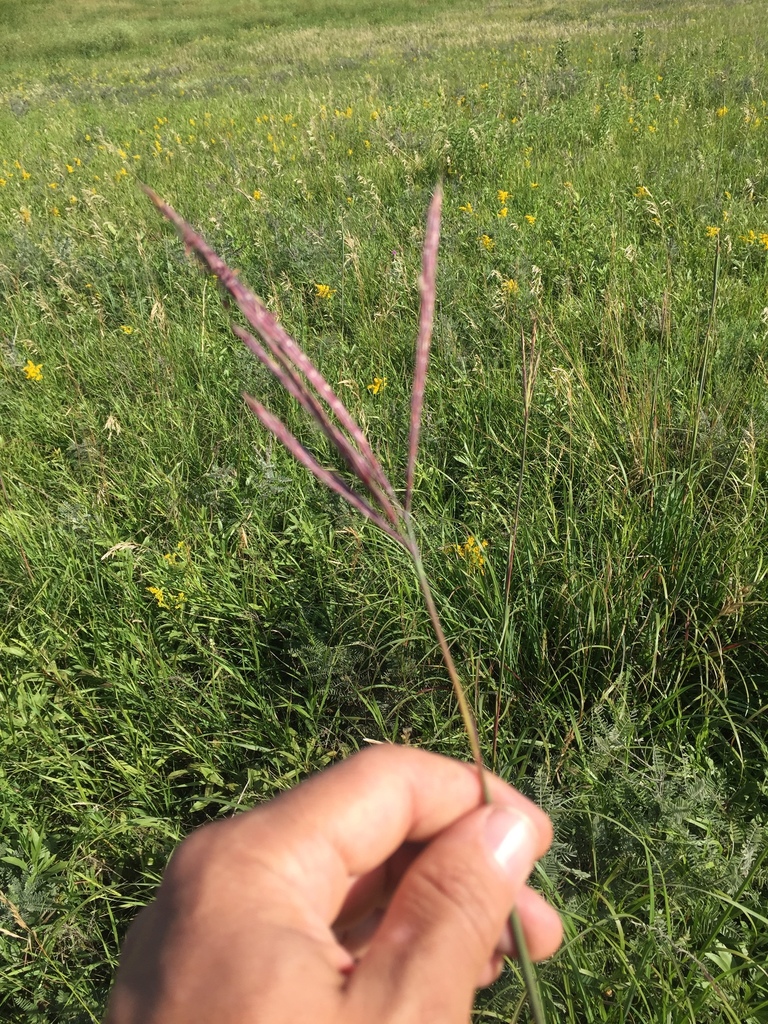 big bluestem from 26356–26498 462nd Ave, Hartford, SD, US on July 30 ...