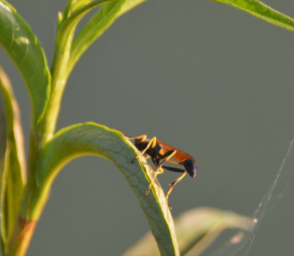 Yellow-legged Mud-dauber Wasp from Ellen Trout Park Lufkin TX on August ...