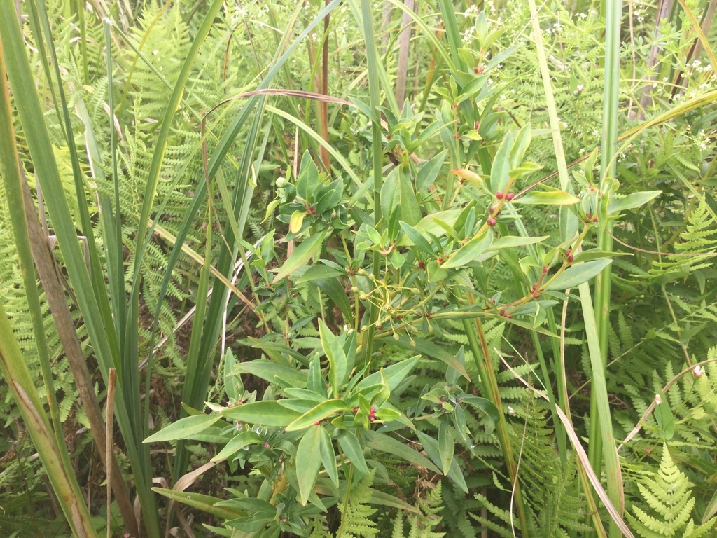 swamp candles in August 2022 by Summit Metro Parks · iNaturalist