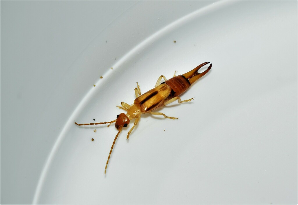 Desert Earwig from Περιφέρεια Βορείου Αιγαίου, Ελλάδα on July 31, 2022 ...