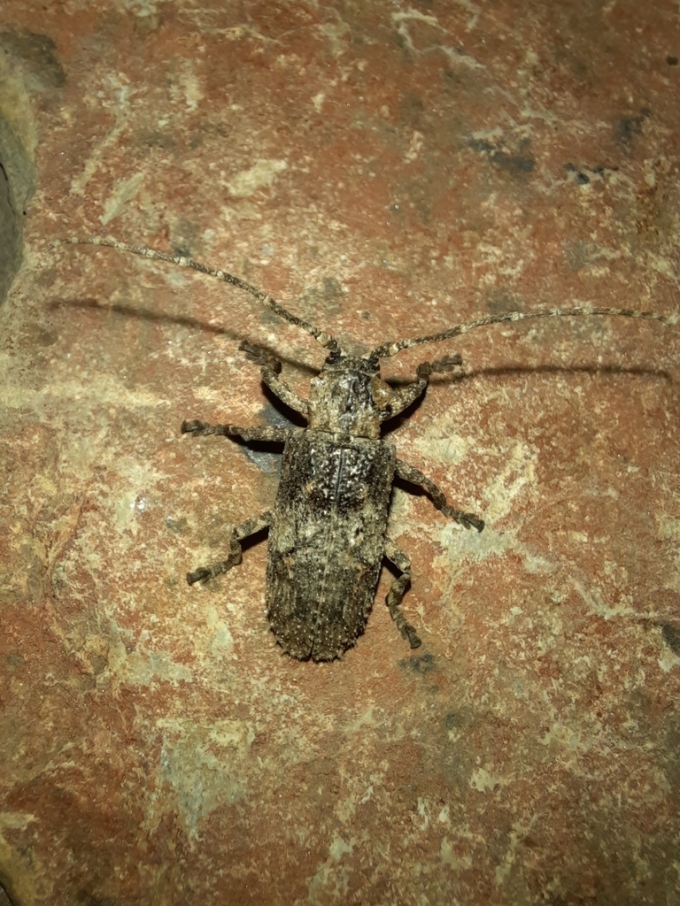 Hecyra from Mabula Game Lodge on August 12, 2022 at 08:08 PM by Annari ...