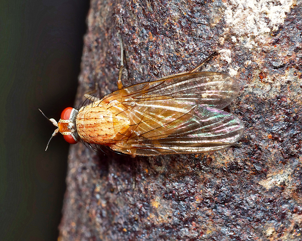 Pegomya testacea from Vallvidrera - el Tibidabo i les Planes, Barcelona ...