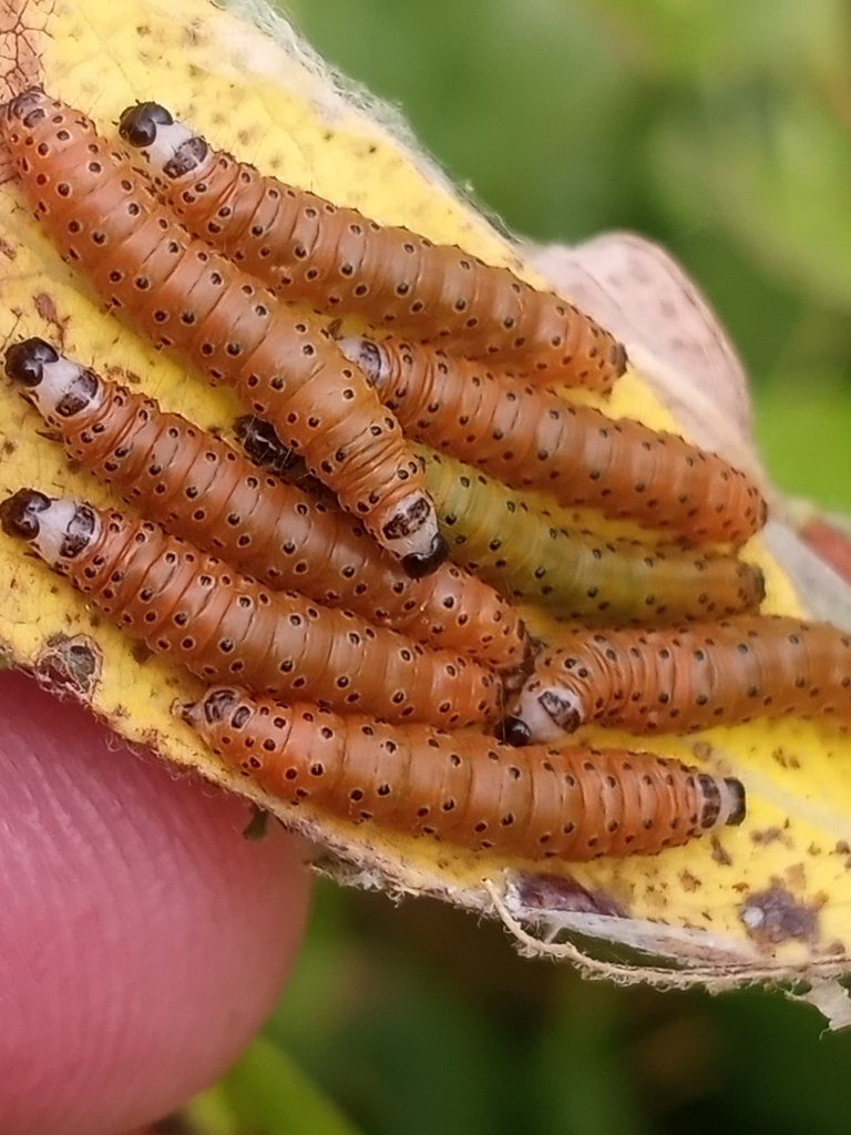 Dogbane Saucrobotys Moth from Berlin, MD 21811, USA on August 16, 2022 ...