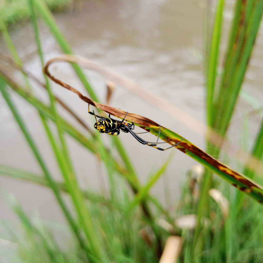 Trichonephila turneri from Central, Kenya on August 16, 2022 at 01:45 ...