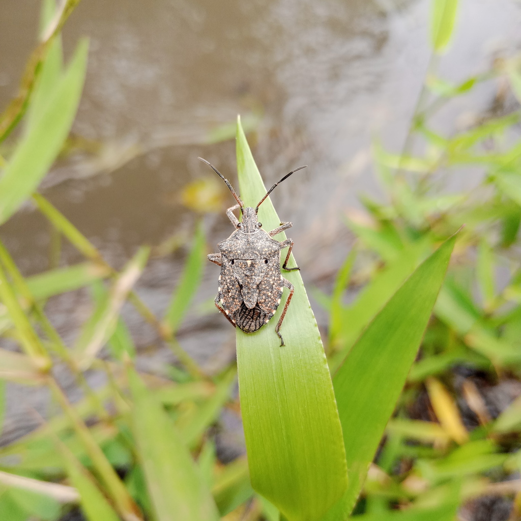 Stink Bugs, Shield Bugs, and Allies from Central, Kenya on August 16 ...