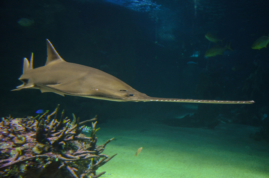 Sawfishes (Pristis) - Marine Life Identification