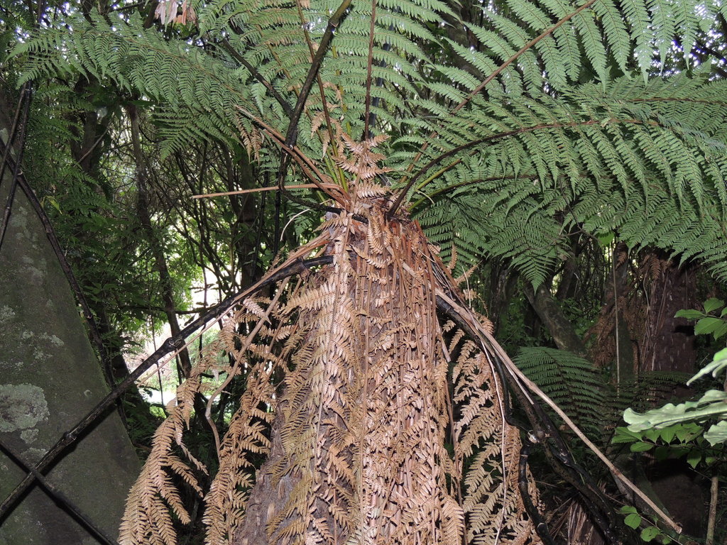 golden tree fern (Dicksonia fibrosa) - Botanical Realm