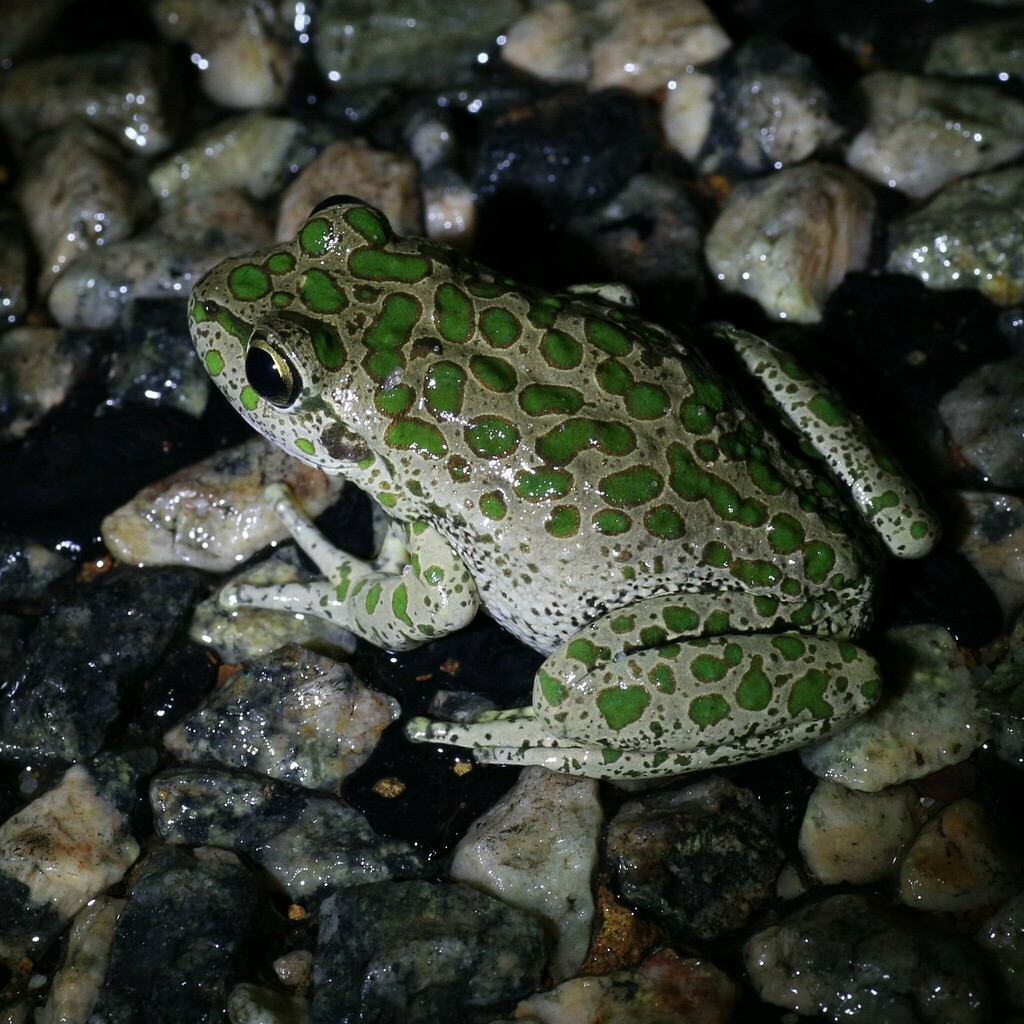 Spotted-thighed Frog from North Lake Grace WA 6353, Australia on August ...