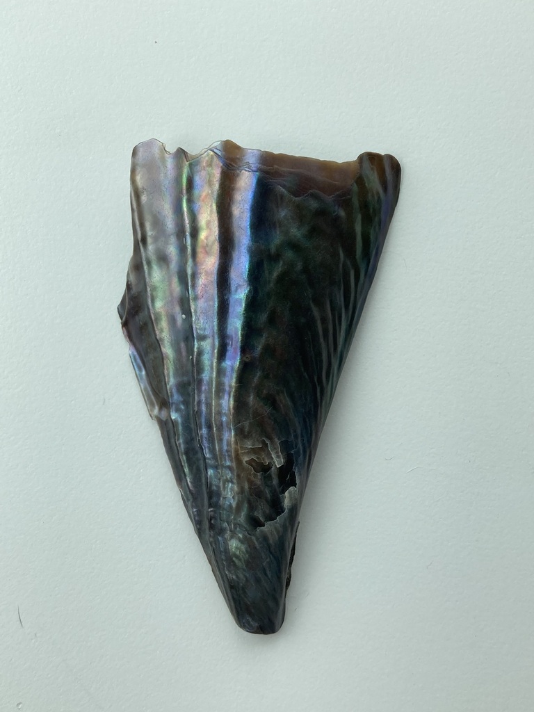 Stiff Pen Shell from Sanibel, FL, USA on June 6, 2022 by TC Riley ...