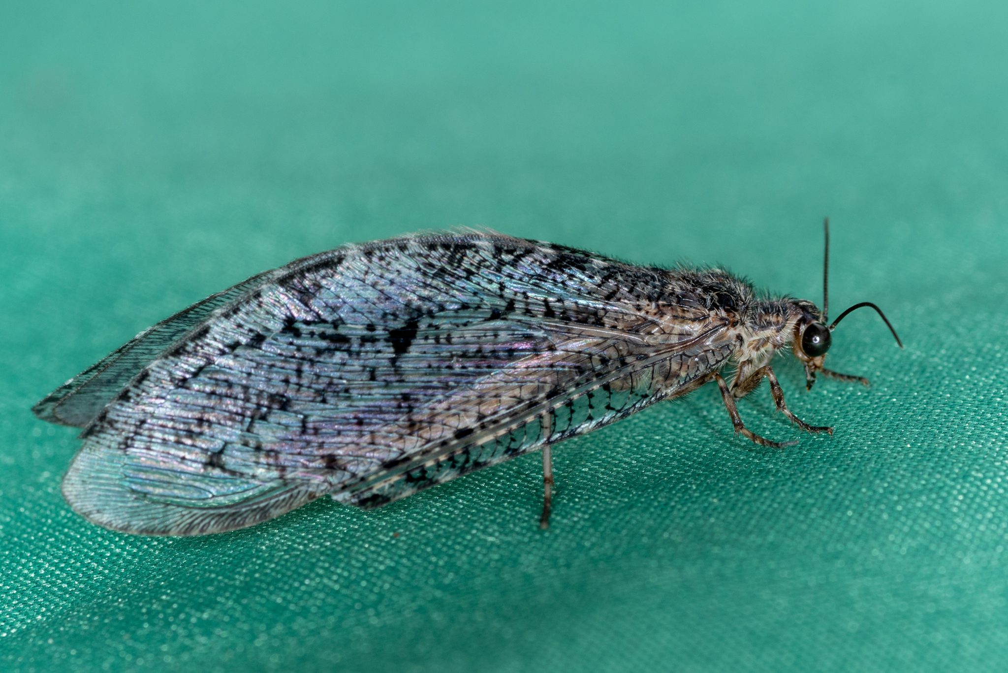 Polystoechotes punctata (Fabricius, 1793)