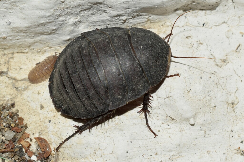 Egyptian Cockroach from Πηγή 811 00, Ελλάδα on August 06, 2022 at 11:16 ...