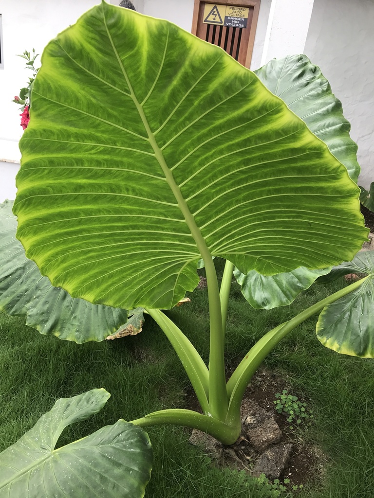 giant taro from Parque Nacional Galápagos, Santa Cruz, Galápagos, EC on ...