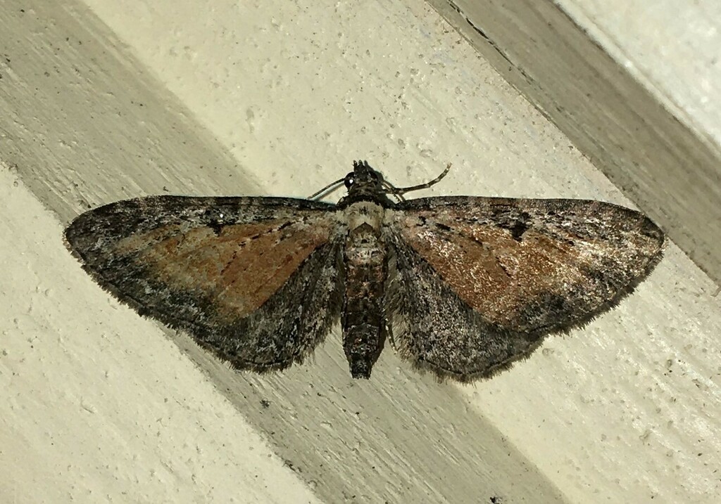 Tawny Speckled Pug from Sariai, Lithuania on August 15, 2022 at 11:49 ...