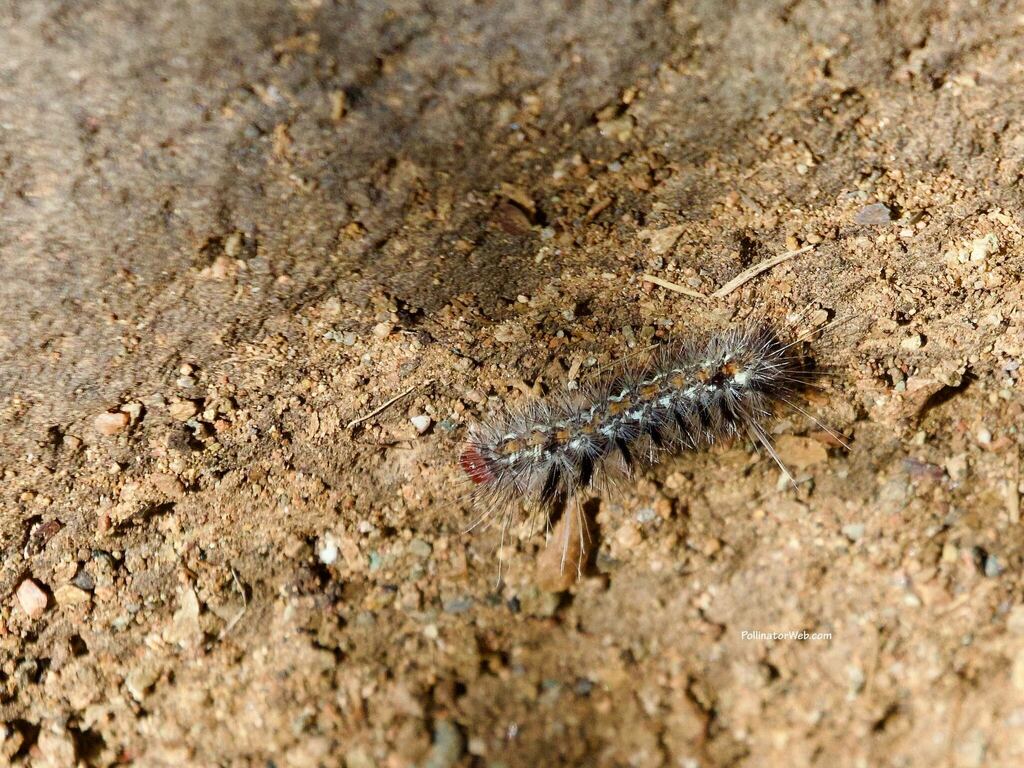 Phaegopterina from Maricopa, Arizona, United States on August 16, 2022 ...