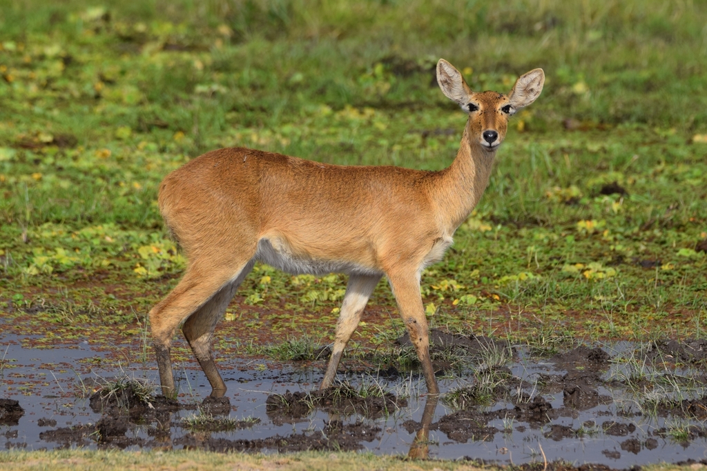 Bohor Reedbuck (Redunca redunca) - Know Your Mammals