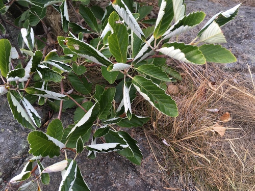 Hedlundia subsimilis · iNaturalist