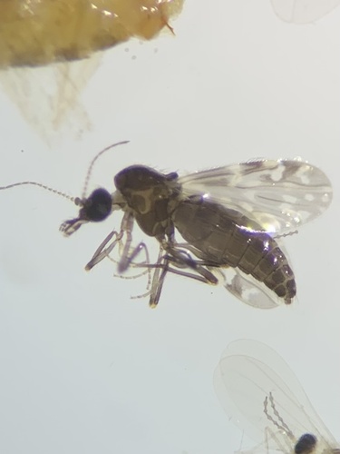 Culicoides venustus · iNaturalist
