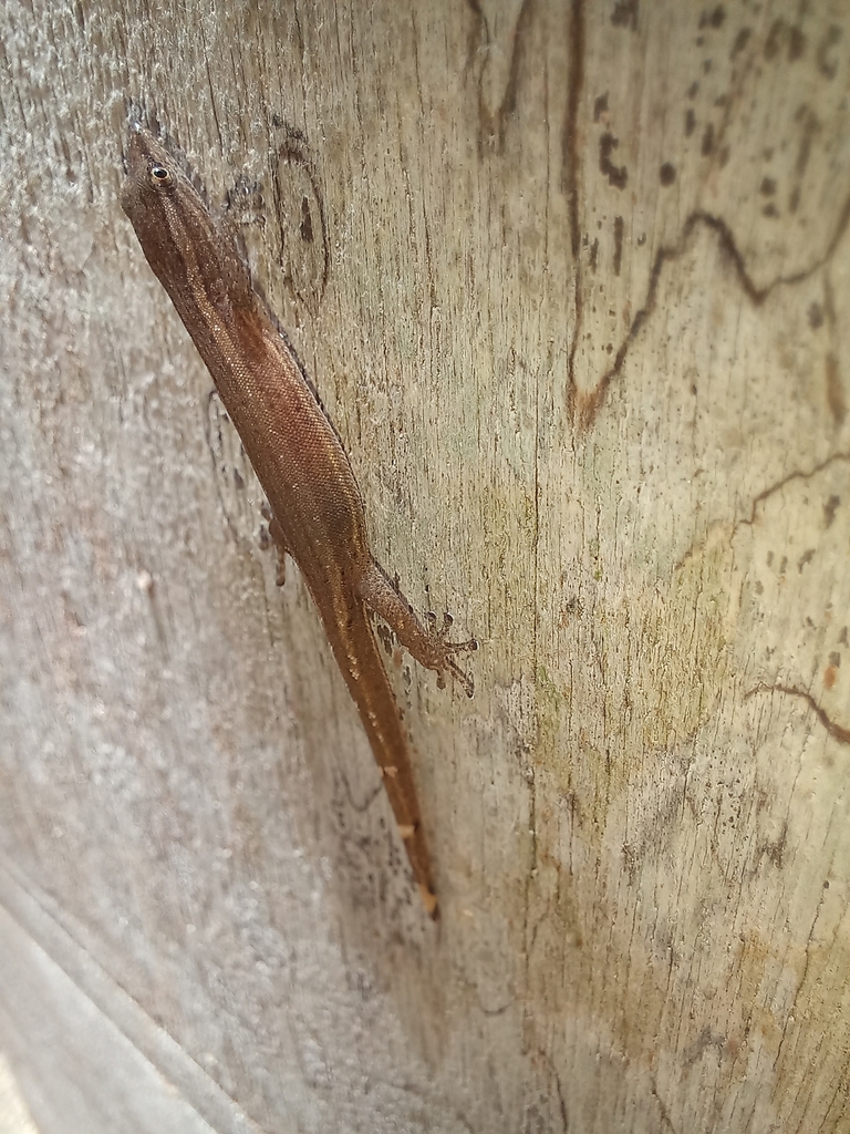 Tobago Least Gecko from RWHX+FJM, Tobago, Trinidad and Tobago on August ...