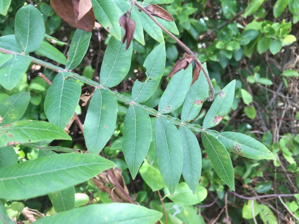 shining sumac from Gateway National Recreation Area, Queens County, US ...