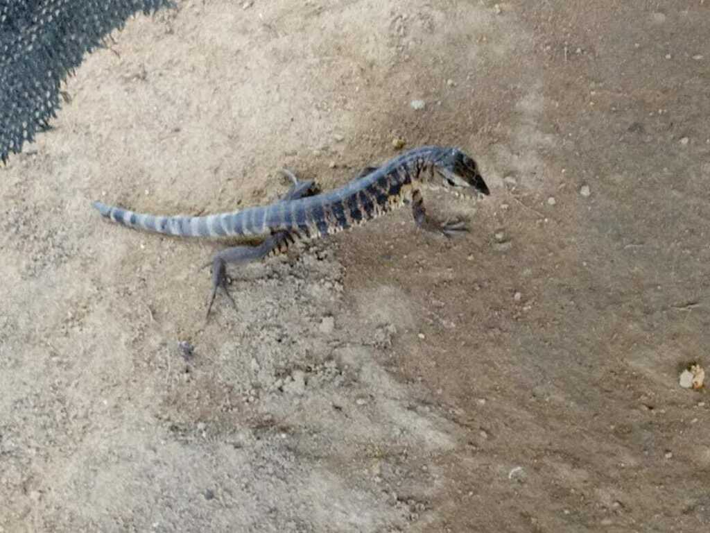 Cryptic Golden Tegu from Puerto Carreño, Vichada, Colombia on July 7 ...