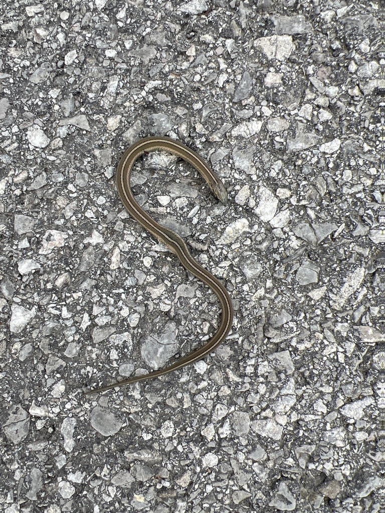 Short-headed Garter Snake in August 2022 by VictoriaSuttonJD · iNaturalist