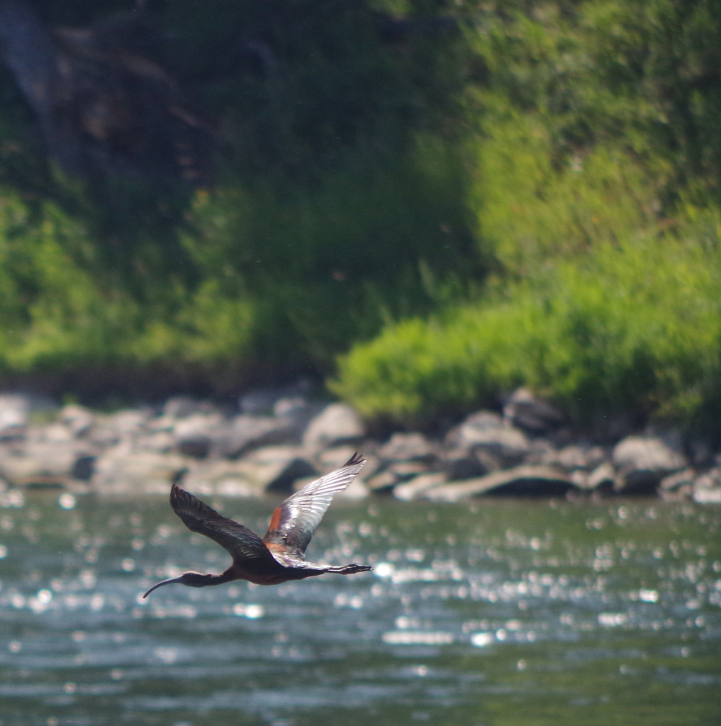 White-faced Ibis from Bow River valley, upstream of Highwood River ...