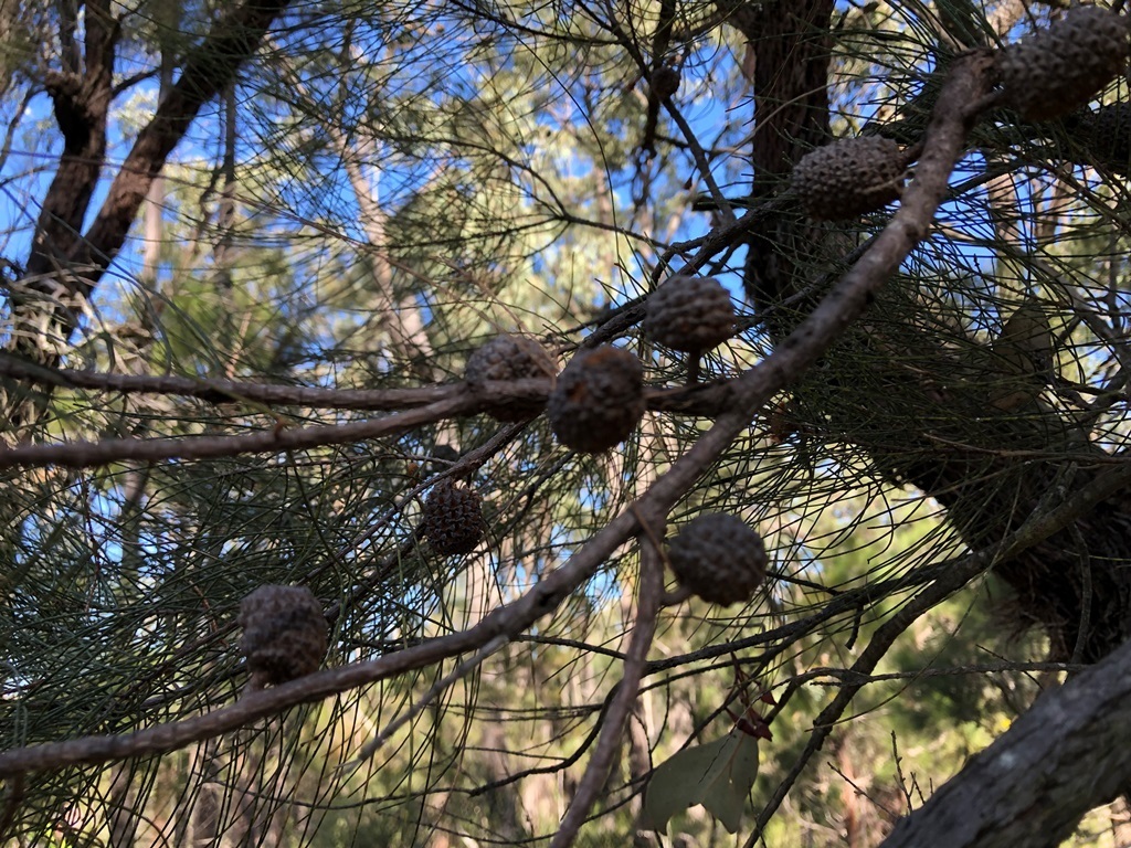 Stringybark Sheoak from Goombungee QLD 4354, Australia on August 14 ...
