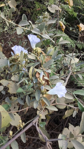 Bonamia spectabilis · iNaturalist Mexico