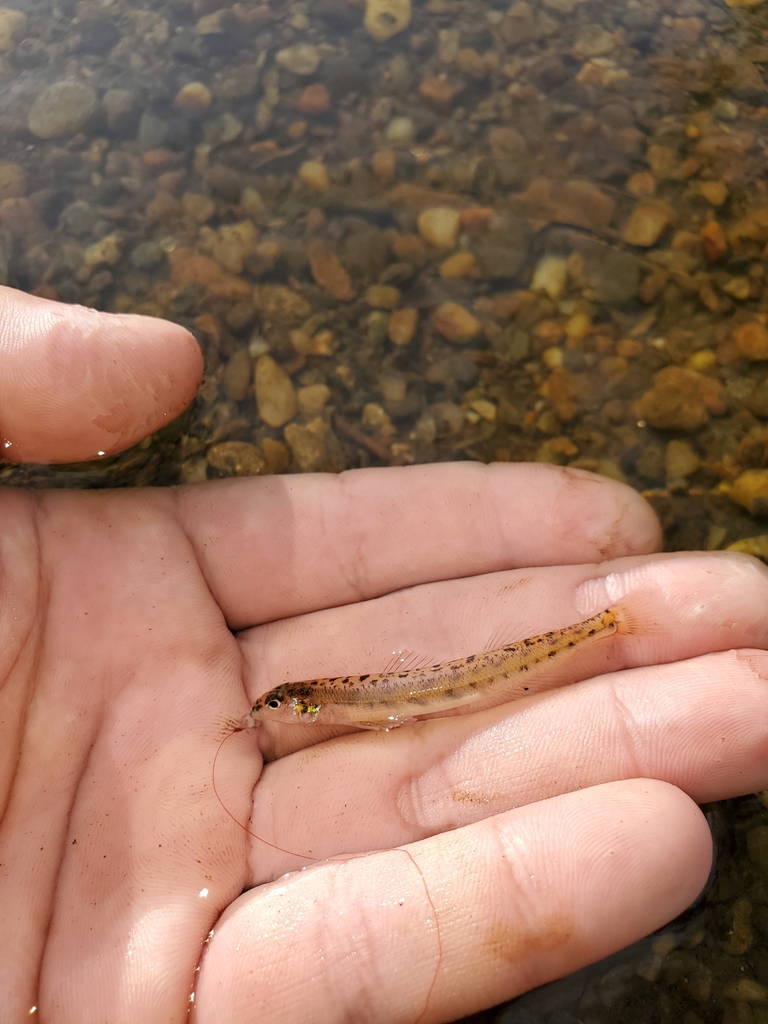 Eastern Sand Darter in August 2022 by Drew · iNaturalist