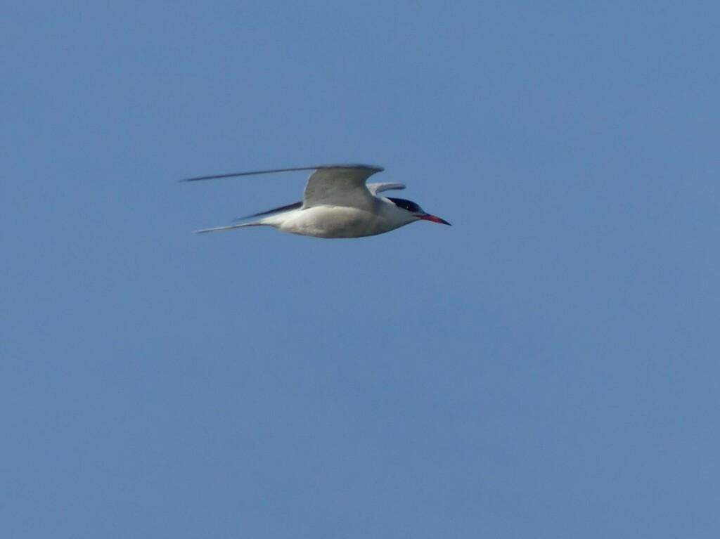 Common Tern from Dublin, Irland on August 06, 2022 at 09:10 AM by ...