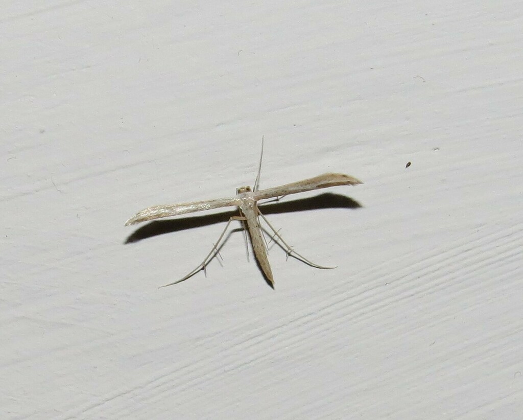 Plume Moths from Santa Rosa de Osos, Antioquia, Colombia on May 09 ...