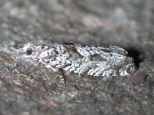 Maple Trumpet Skeletonizer Moth from Ward Pound Ridge, Westchester ...