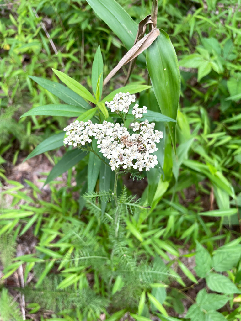 Northern Yarrow in August 2022 by johnbotany · iNaturalist
