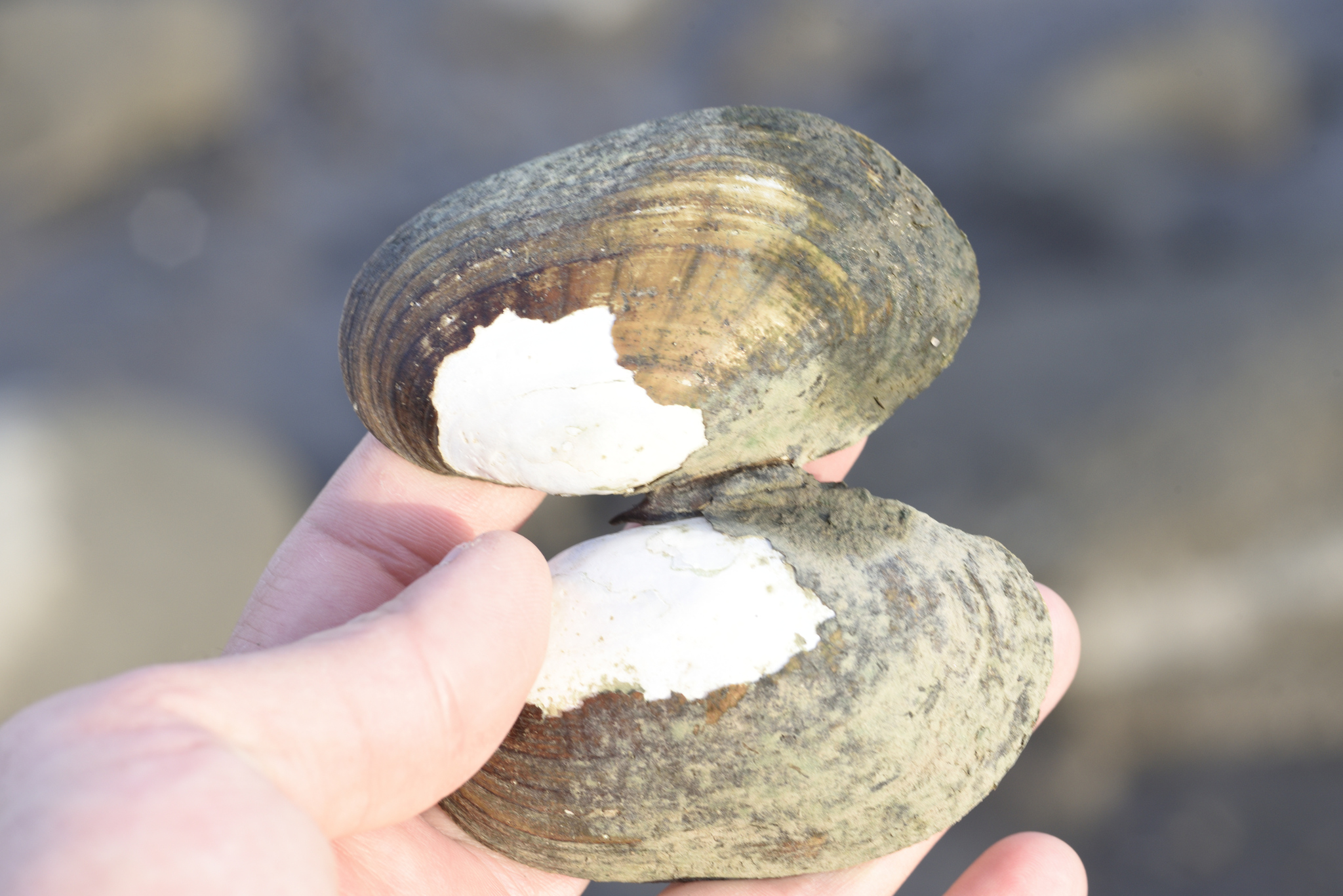 Lampsilis radiata (Gmelin, 1791)