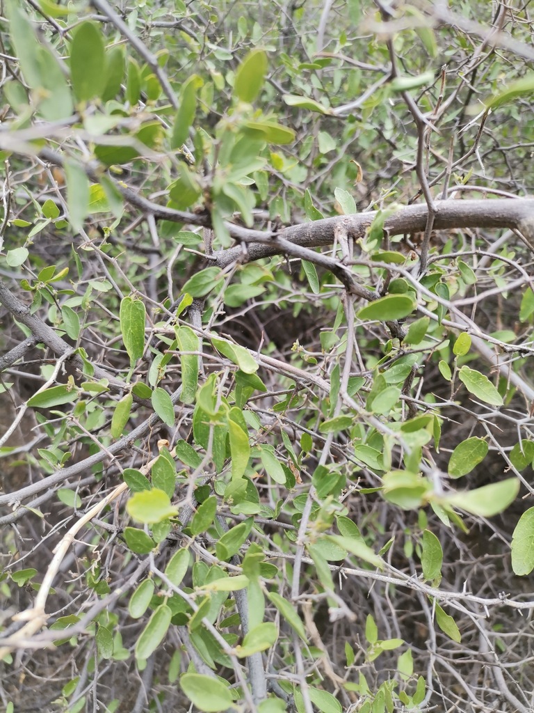 spiny hackberry from Meoqui, Chih., México on August 16, 2022 at 09:12 ...