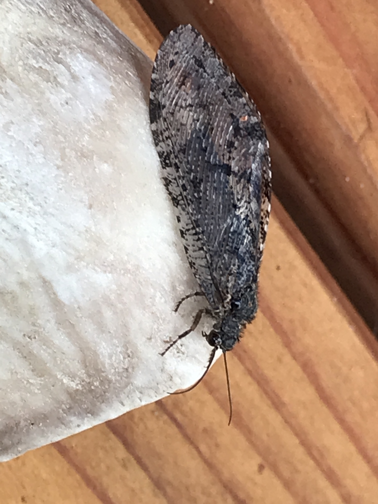 Polystoechotes punctata (Fabricius, 1793)