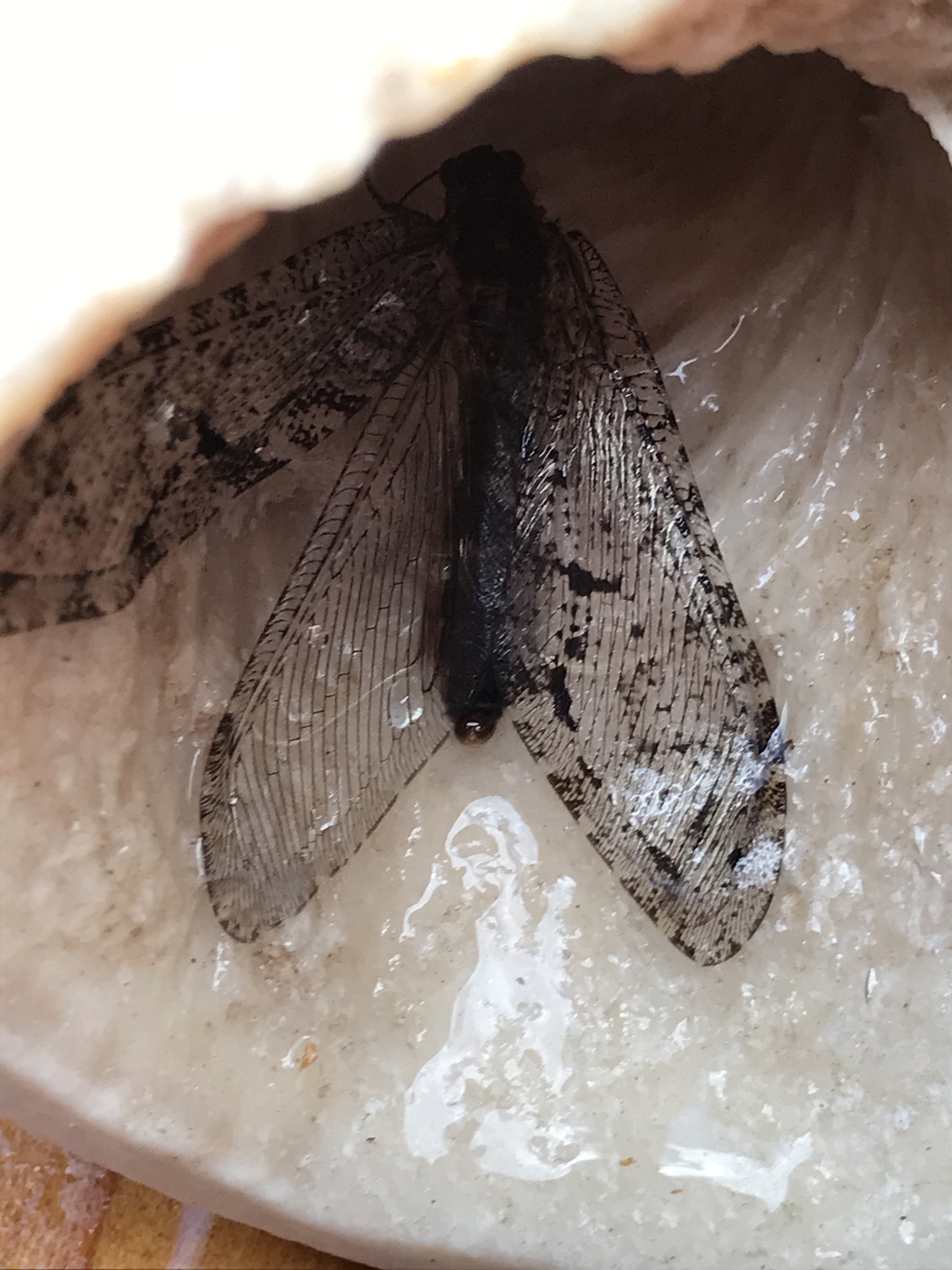 Polystoechotes punctata (Fabricius, 1793)