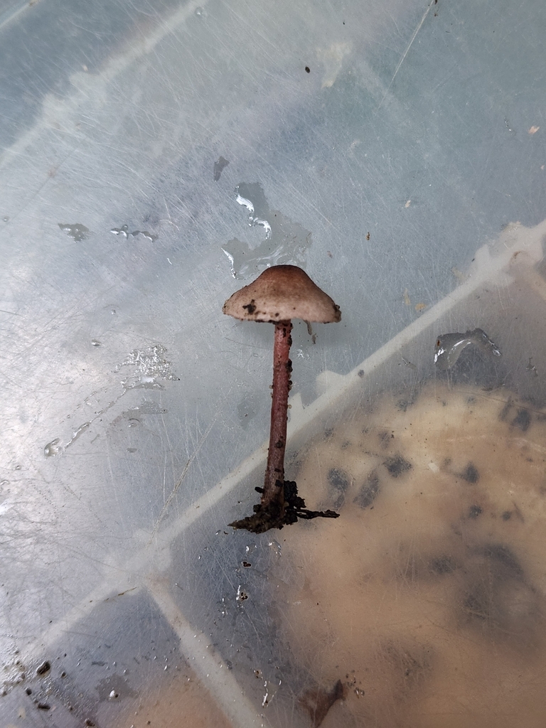 redspored dapperling from Sugar Creek Township, IN, USA on August 14 ...