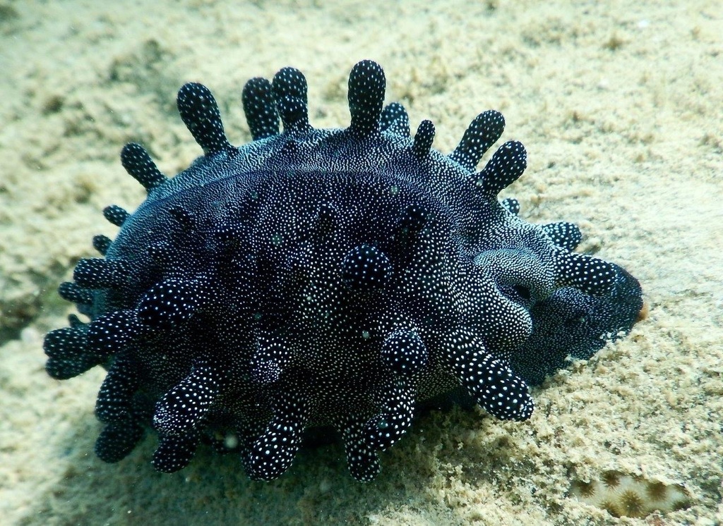 Mole Cowrie from Baie des Citrons, Nouméa, Nouvelle-Calédonie, NC on ...
