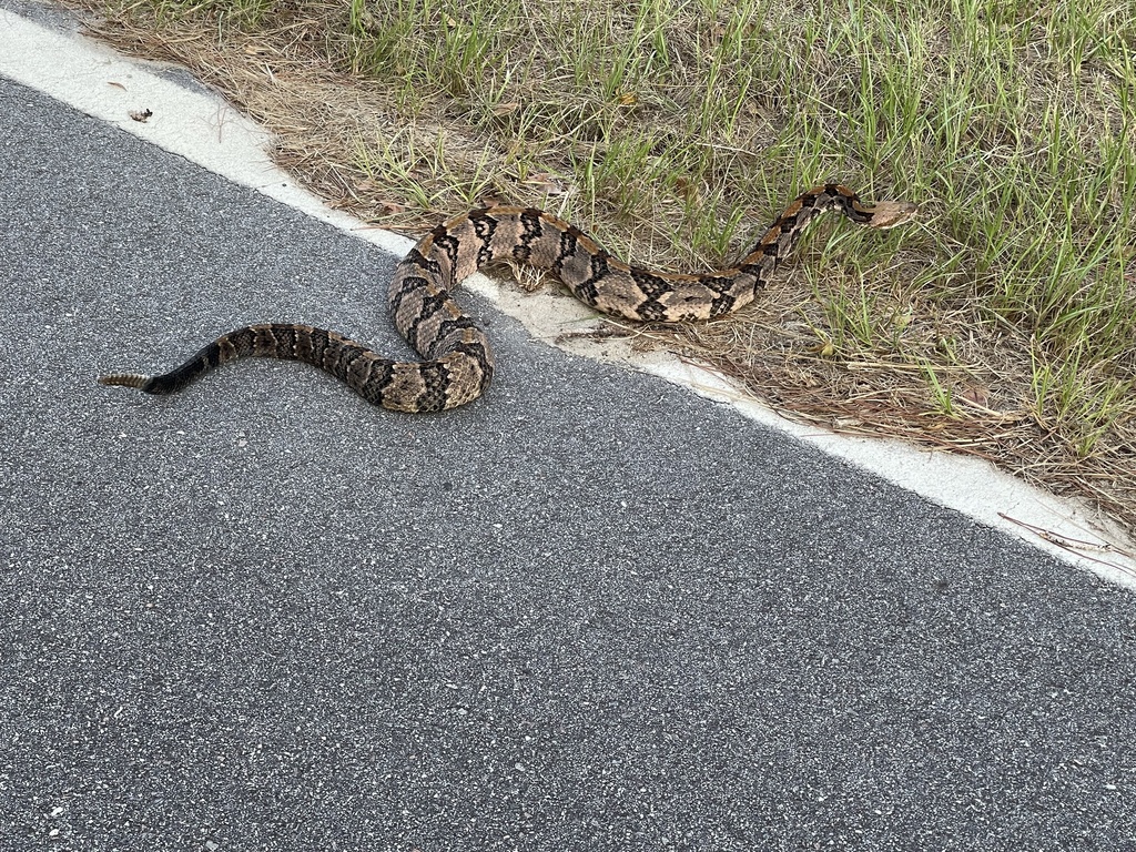 Timber Rattlesnake from Howard Rd, Hortense, GA, US on August 16, 2022 ...