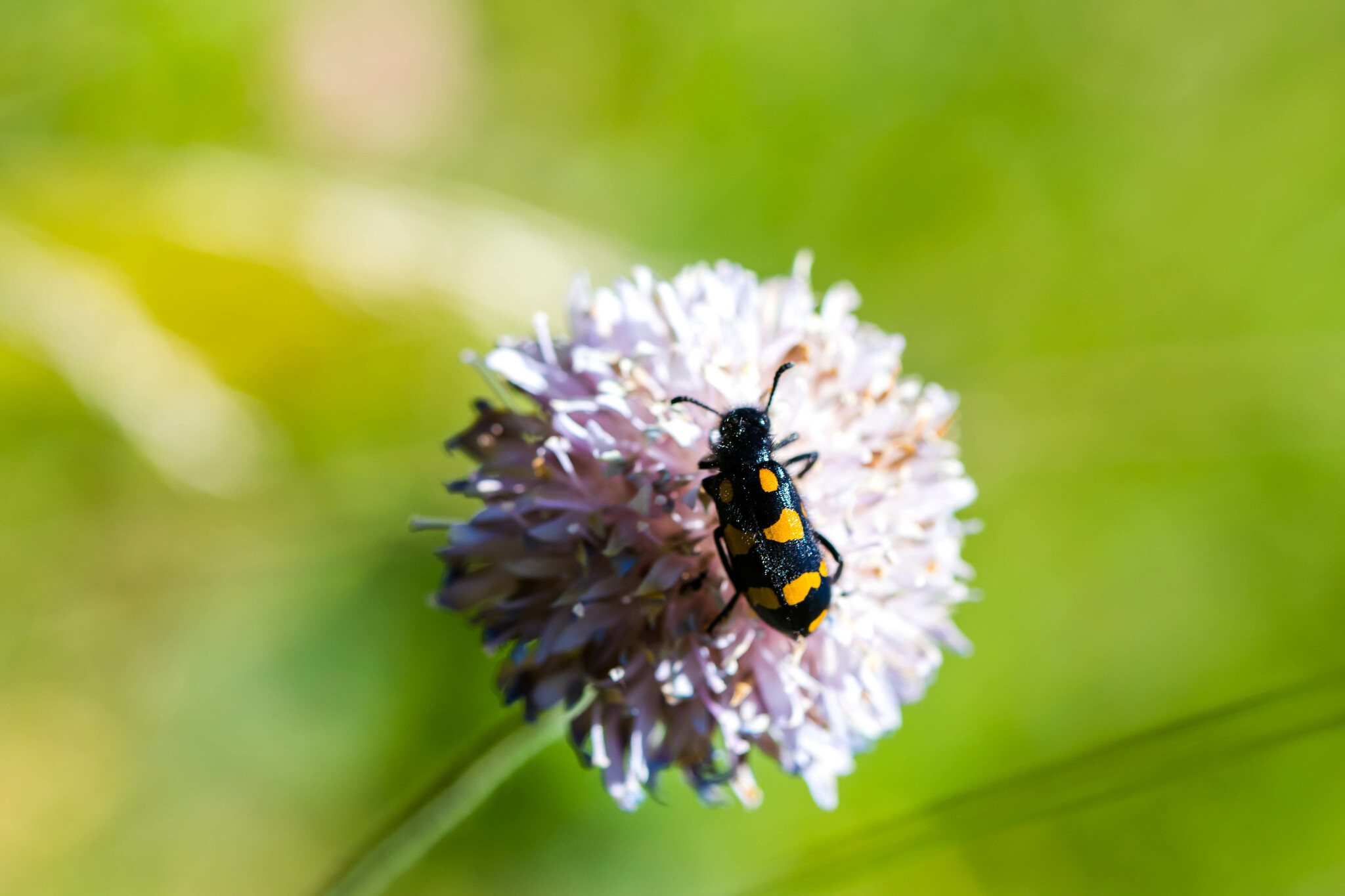 Hycleus polymorphus (Pallas, 1771)