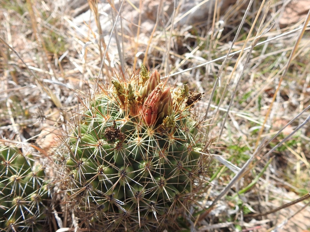Coryphantha octacantha from Cadereyta de Montes, Querétaro, MX on ...