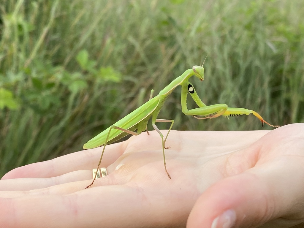 European Mantis from Owings Mills, MD, US on August 14, 2022 at 03:39 ...