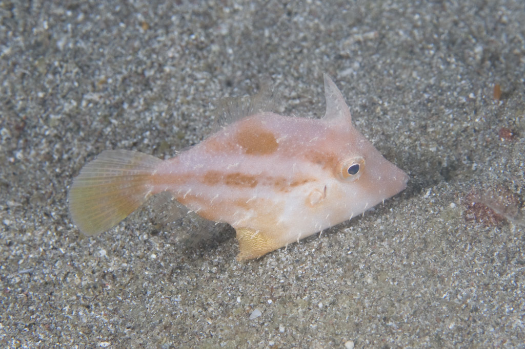 Filefishes (Monacanthidae) - Marine Life Identification