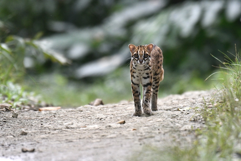 Sunda Leopard Cat from Lahad Datu, Sabah, Malaysia on July 10, 2022 at ...