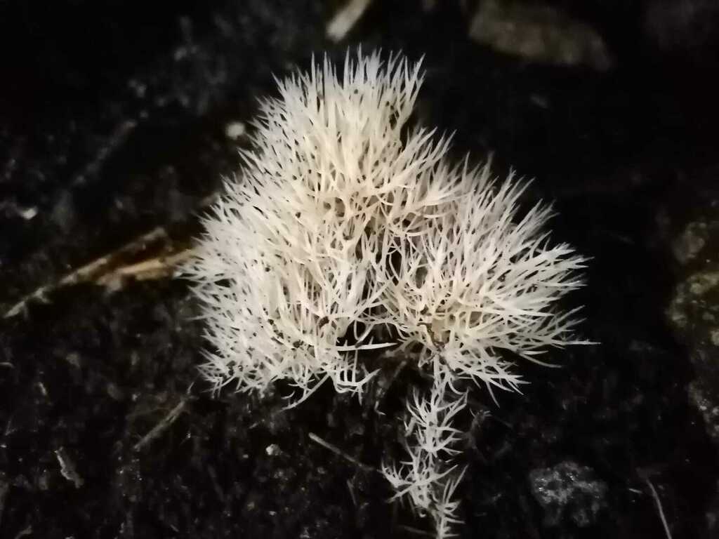 Pterula verticillata from Homún, Yuc., México on August 14, 2022 at 09: ...