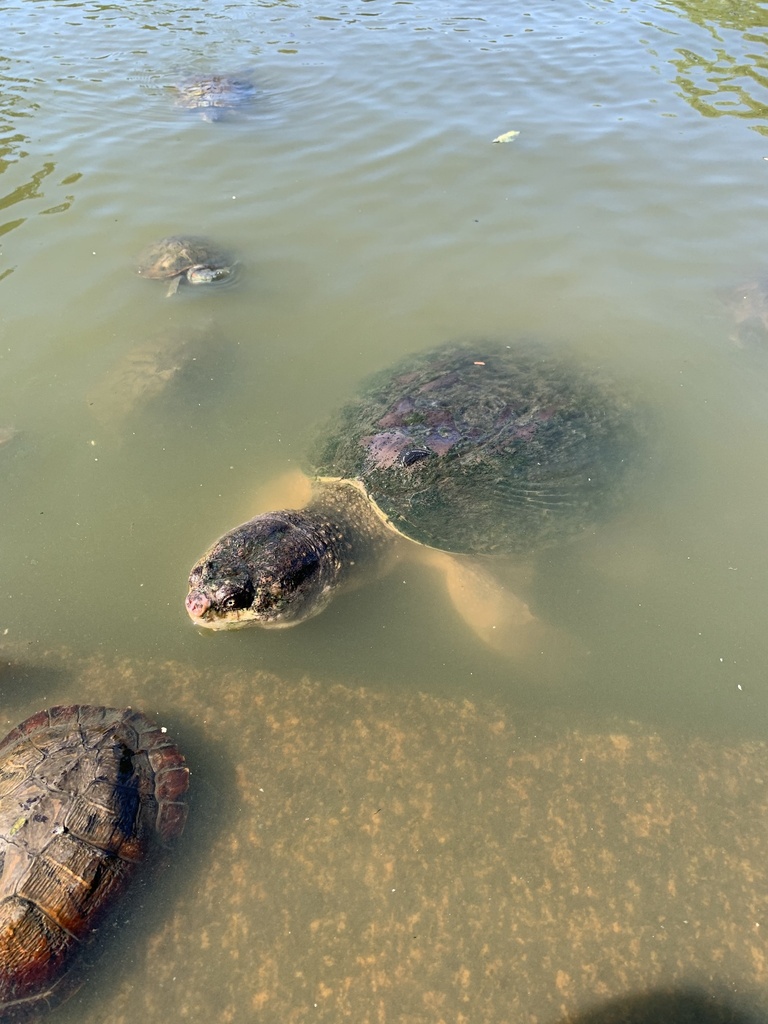 Common Snapping Turtle from Central Park, New York, NY, US on August 15 ...
