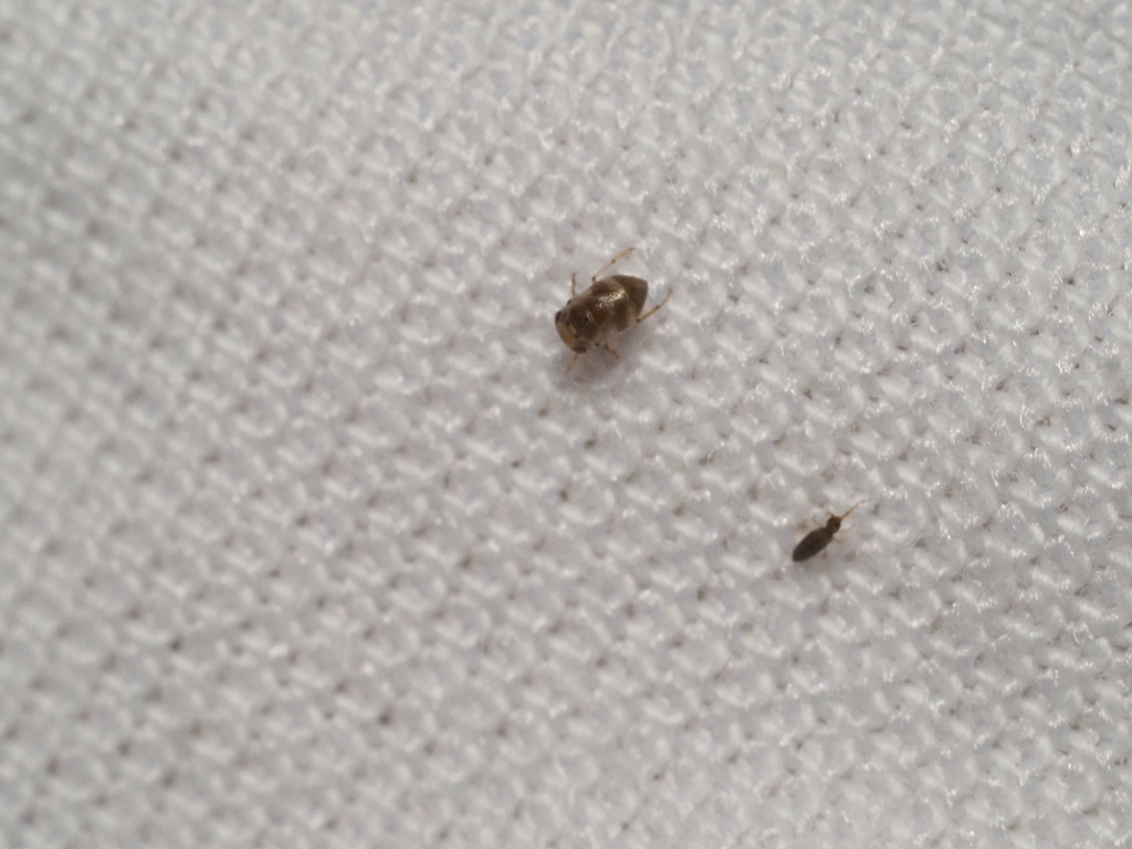 Paraplea liturata from 中国海南省海口市秀英区 on August 16, 2022 at 09:39 PM by ...