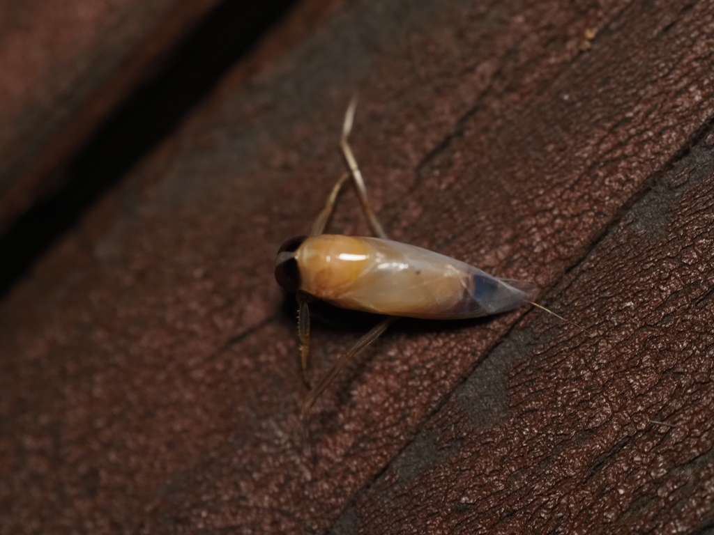 Common Backswimmers from 中国海南省海口市秀英区 on August 16, 2022 at 10:21 PM by ...